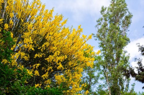 Fiori di Capri: La Bellezza Intensa delle Ginestre sull'Isola Azzurra