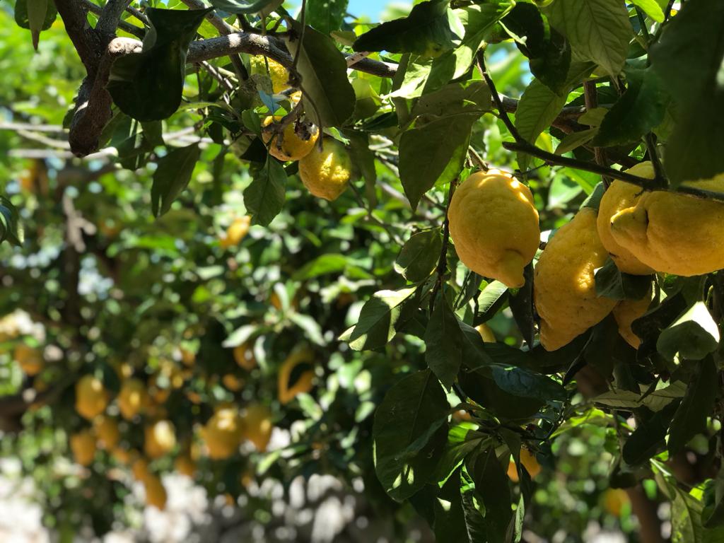Capri e i suoi Tesori Gialli: Una Visione dei Limoni a Matermania